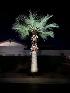 Palm Tree Rings Archives - Roto Lighting
